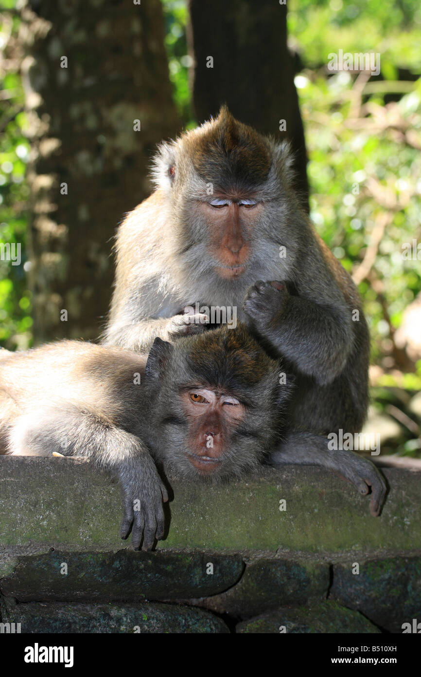 Monkey grooming another (long-tailed macaques Stock Photo - Alamy