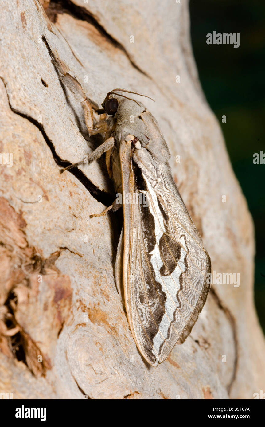 Australian ghost swift moth Stock Photo - Alamy