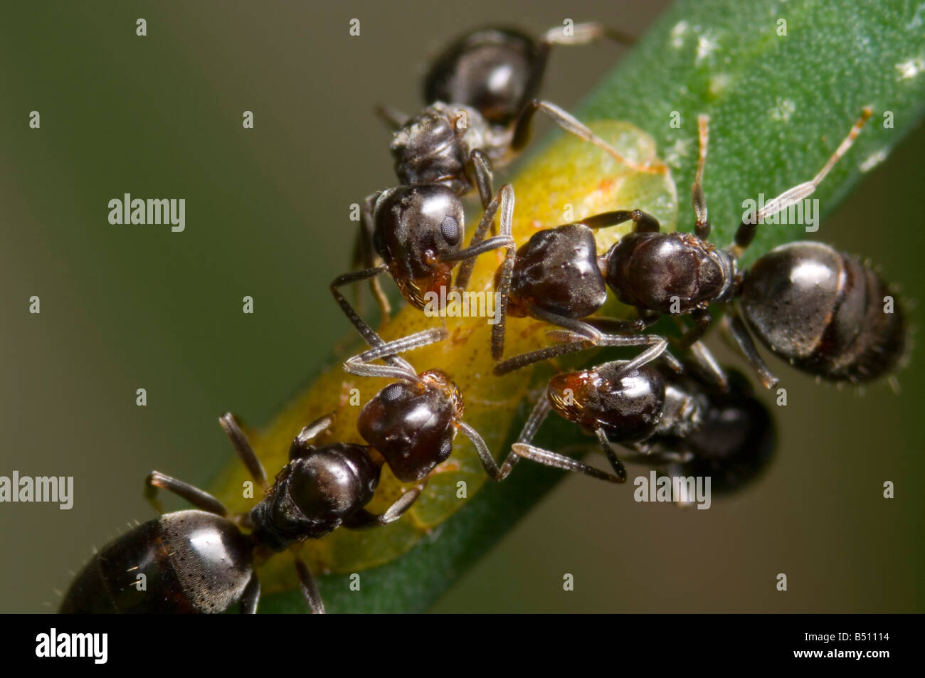 Soft brown scale insect coccus hi-res stock photography and images - Alamy