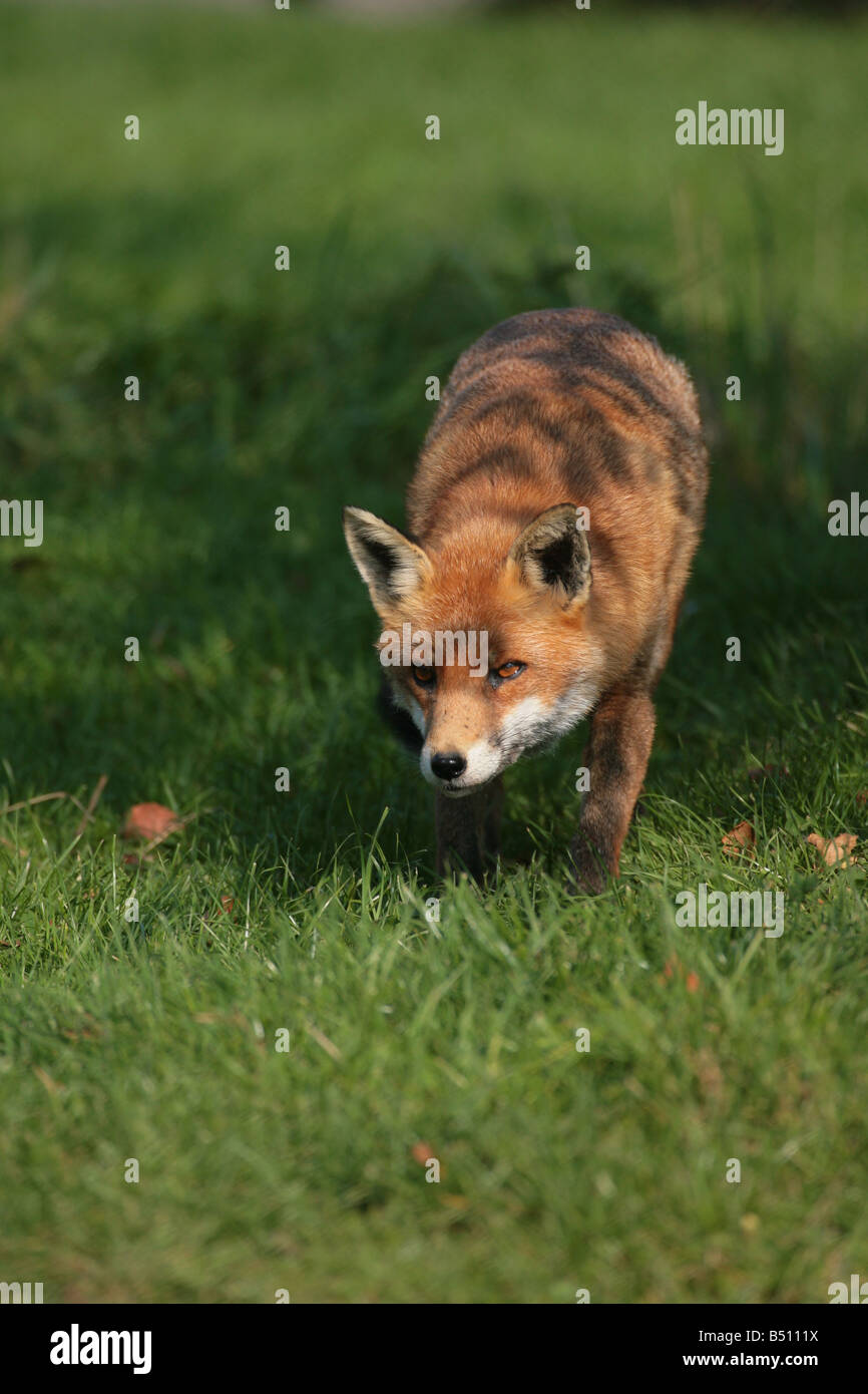 Fox Vulpes vulpes Stock Photo - Alamy