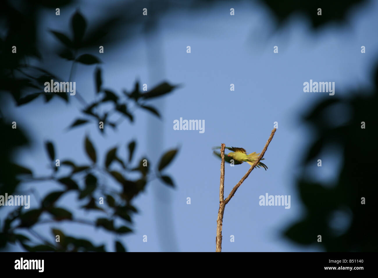 one parrot perched on bare branches in woods Stock Photo - Alamy
