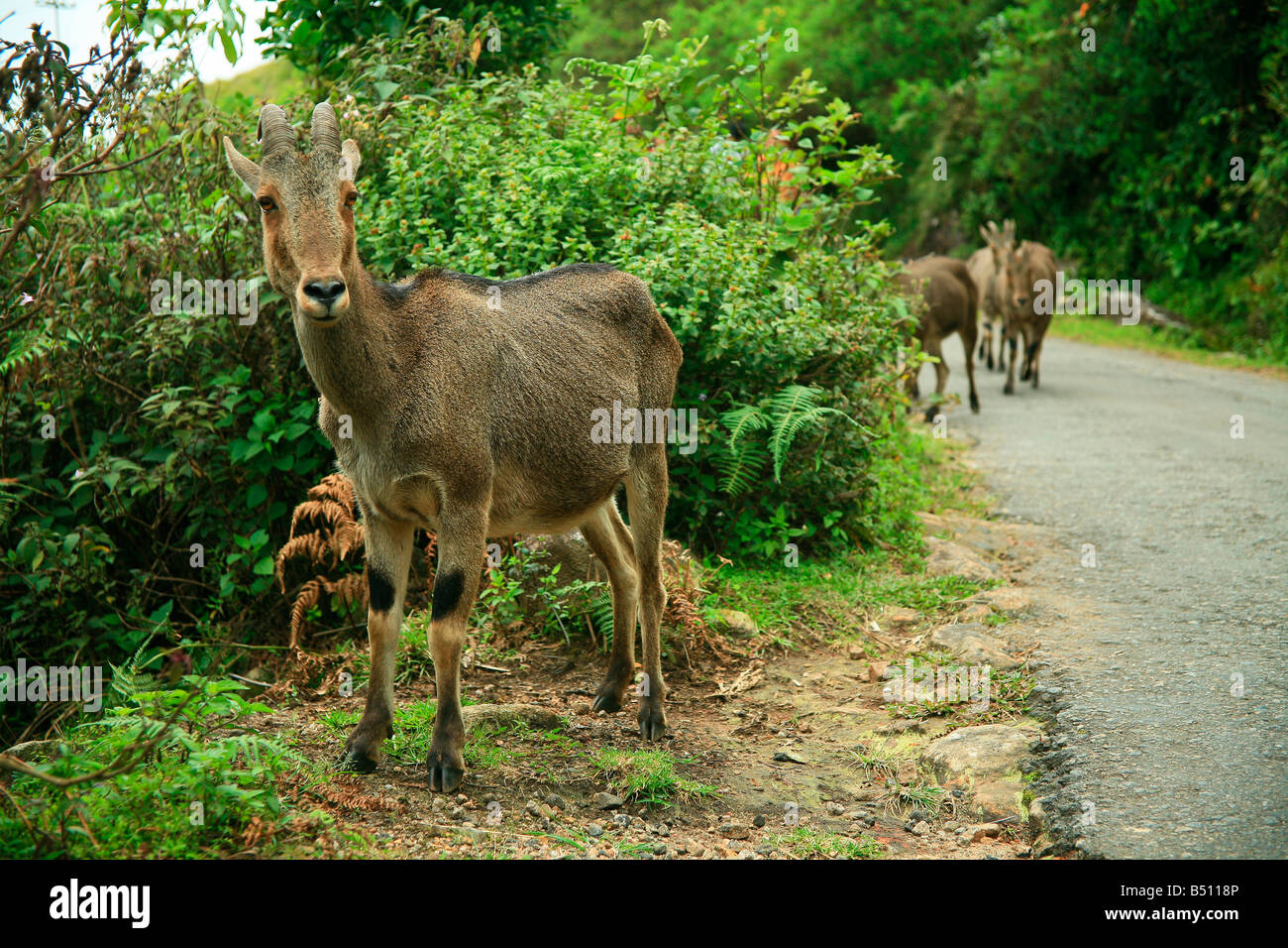 Nilgiri Tahr or Nilgiri Ibex or ibex(Nilgiritragus hylocrius) native to ...