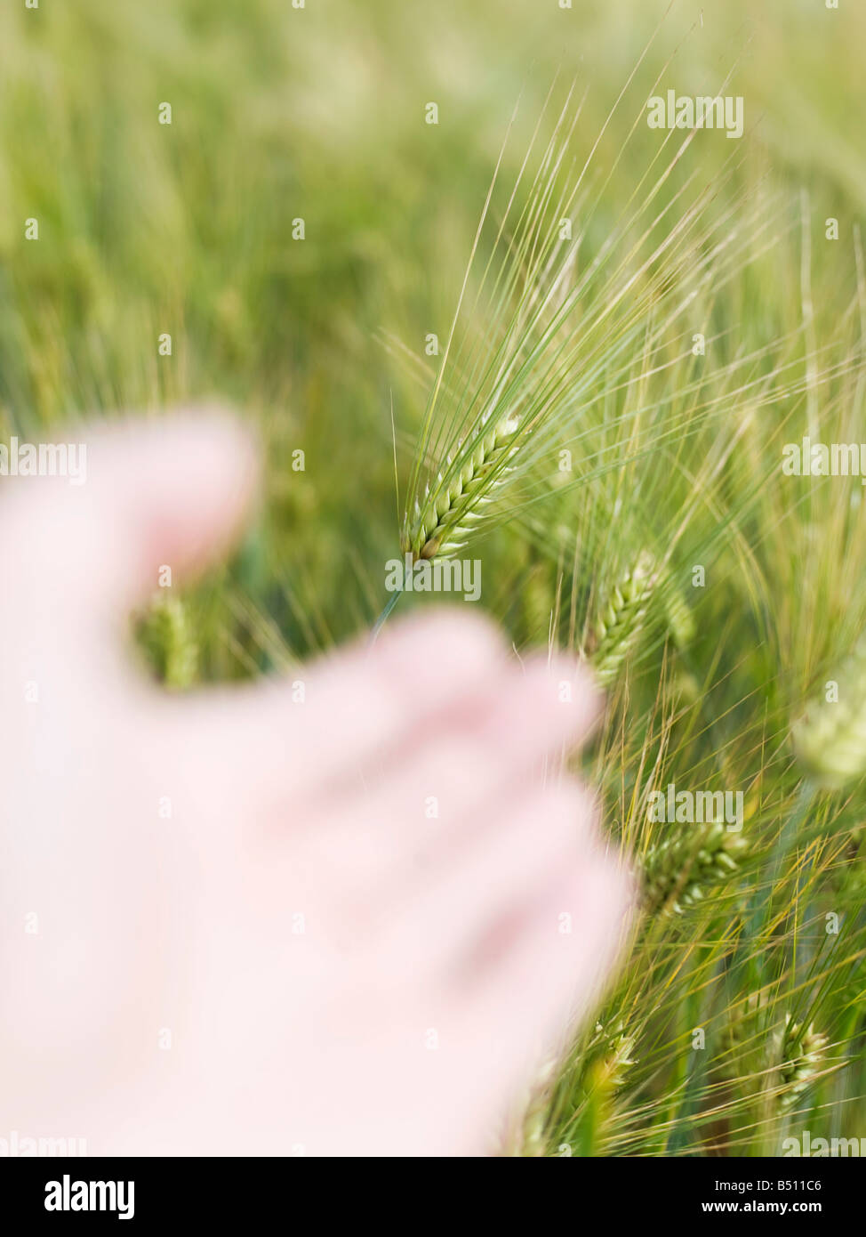 Close up of a human palm and wheat crop Stock Photo - Alamy
