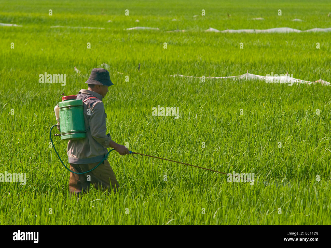 Man spraying fertilizer on rice Stock Photo - Alamy