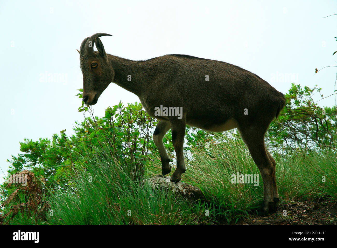 Nilgiri tahr hi-res stock photography and images - Alamy