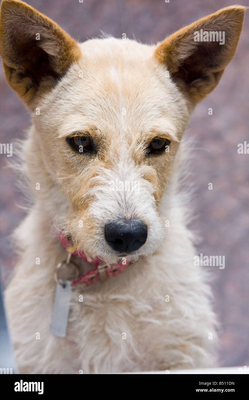 Cute female dog posing for the camera Stock Photo - Alamy