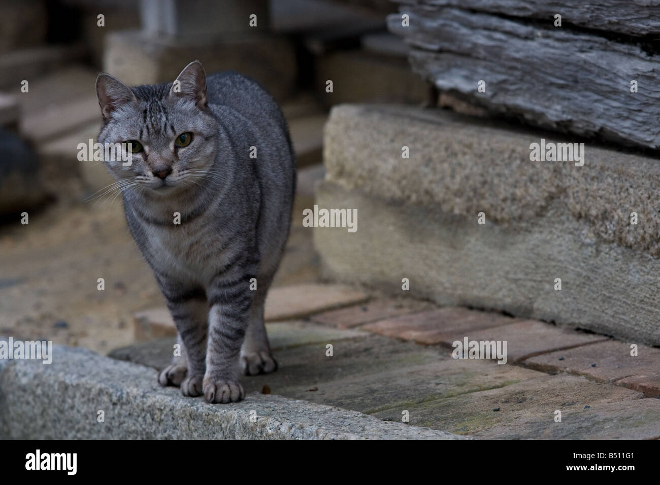 Young Temple Cat Stock Photo - Alamy