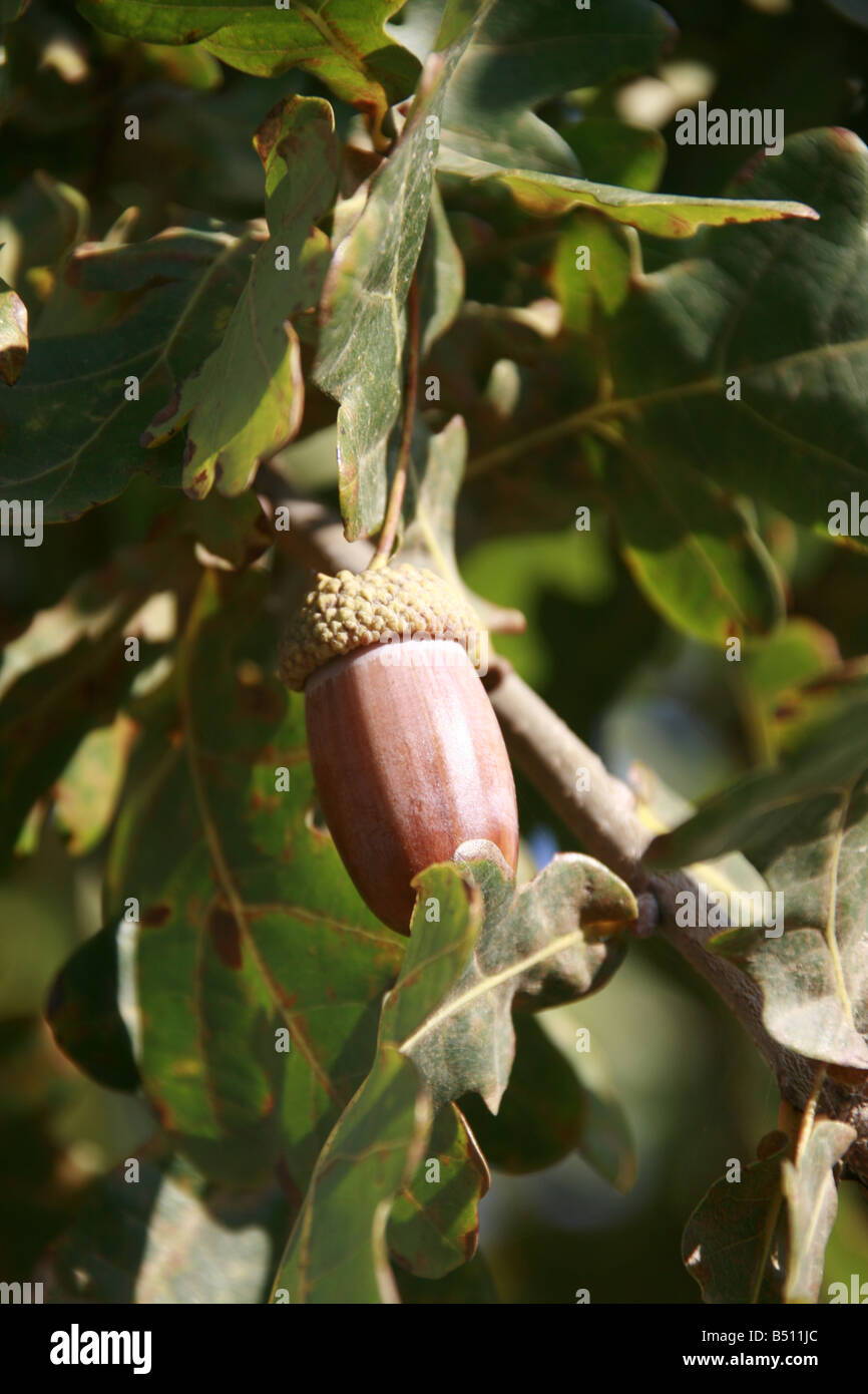 one single acorn growing on tree branches Stock Photo - Alamy