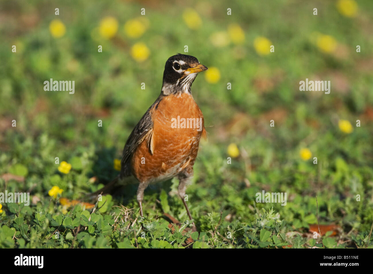 American robin photos hi-res stock photography and images - Alamy