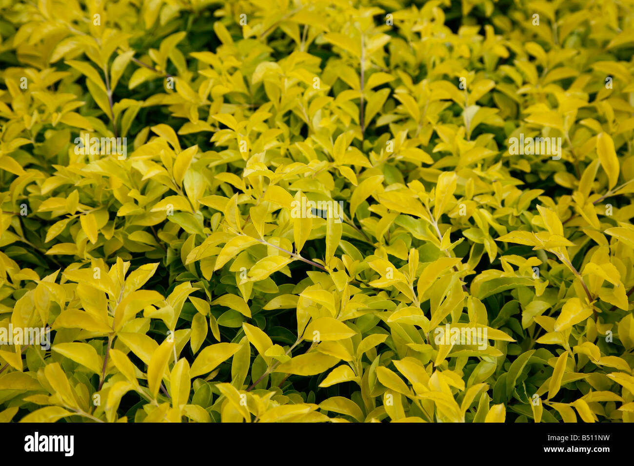 Yellow hedge hi-res stock photography and images - Alamy