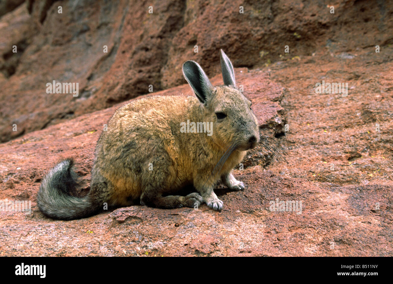 A Viscacha of the chinchilla family in the southern altiplano of ...
