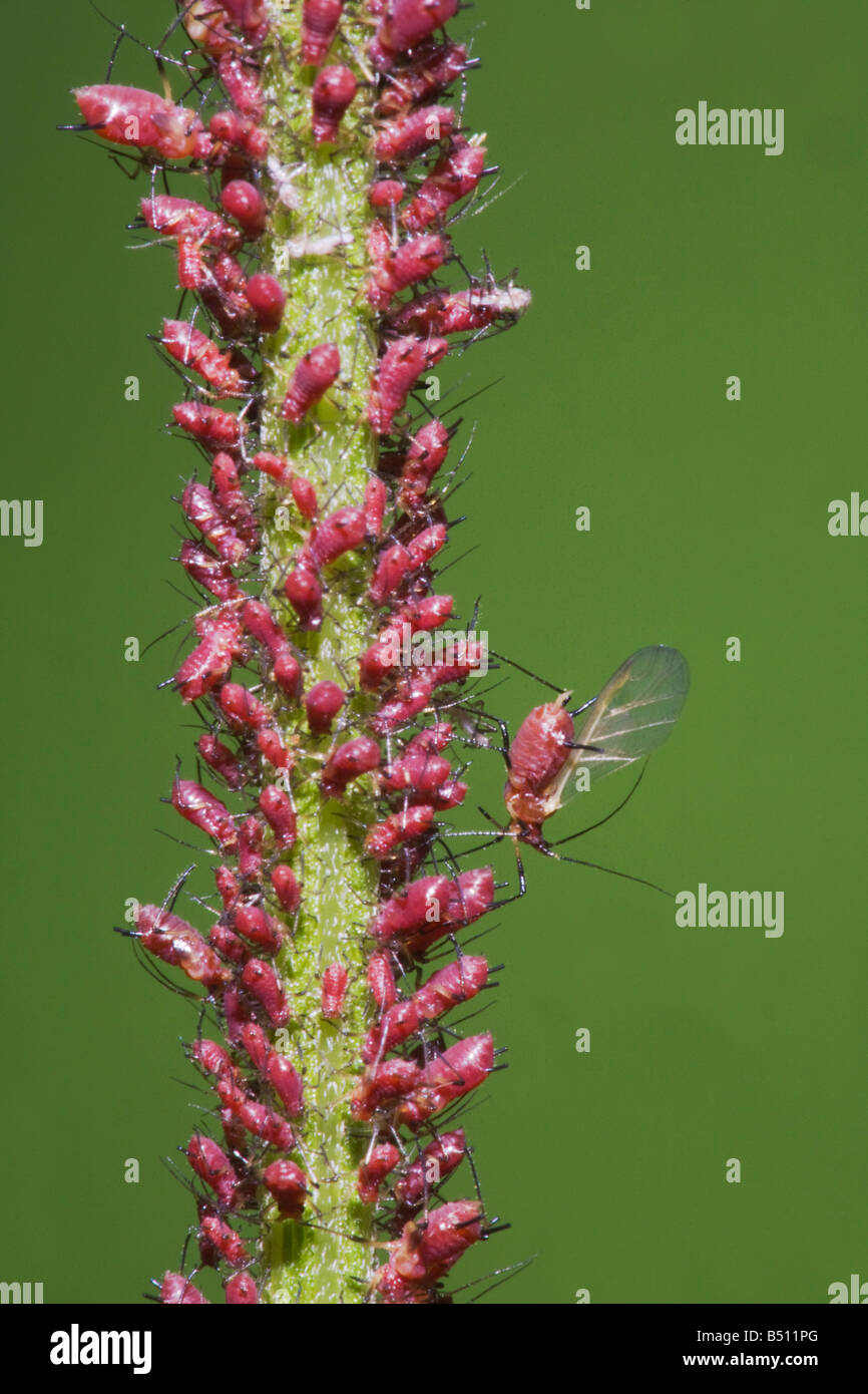 Baby aphid hi-res stock photography and images - Alamy