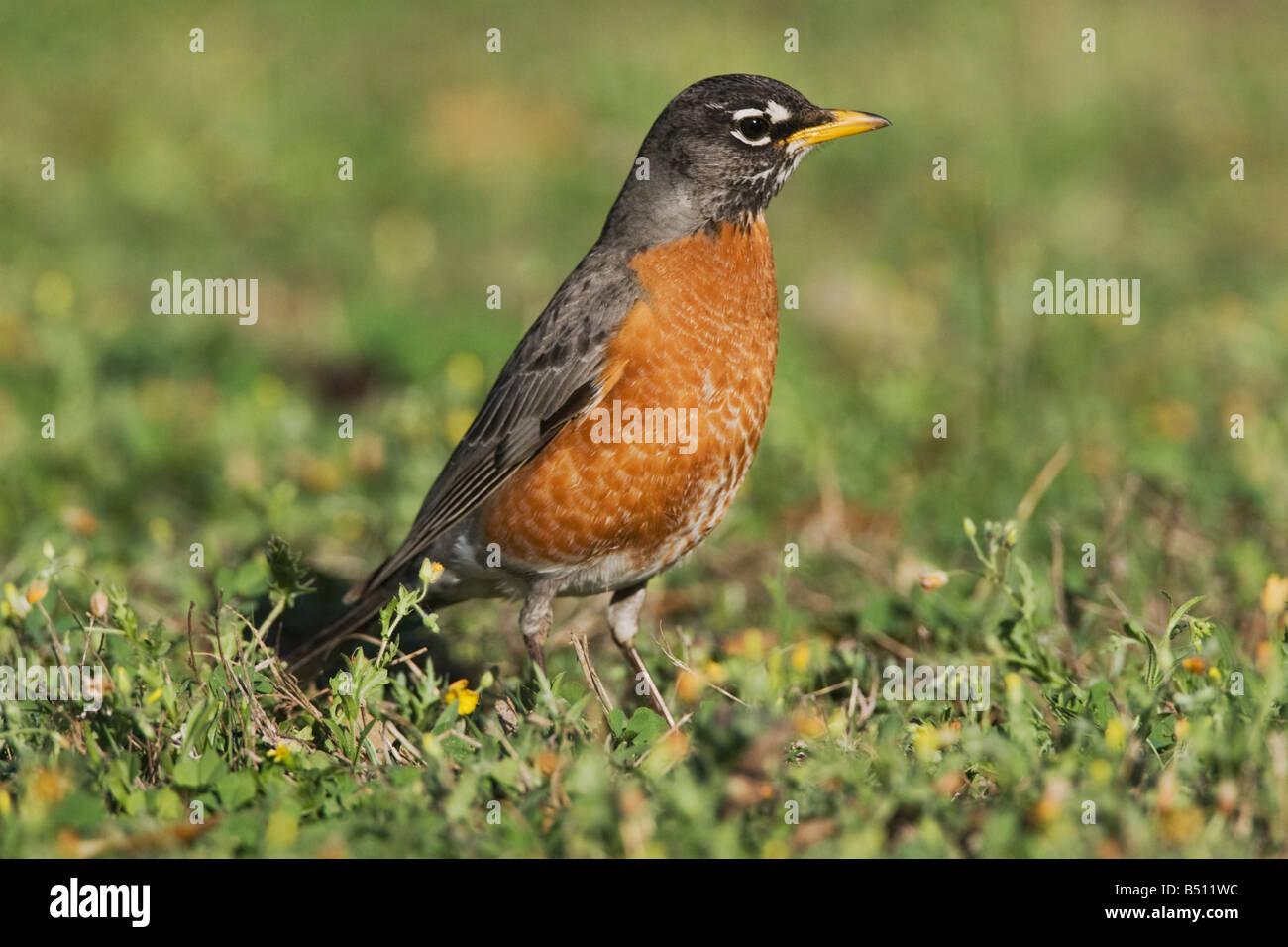 American robin photos hi-res stock photography and images - Alamy