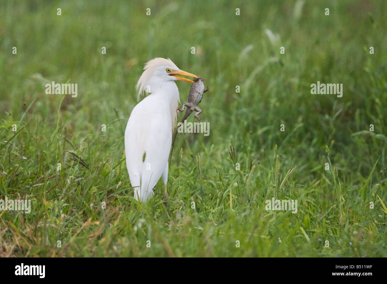 Cattle Egret Bubulcus ibis immature with lizard prey Sinton Corpus ...