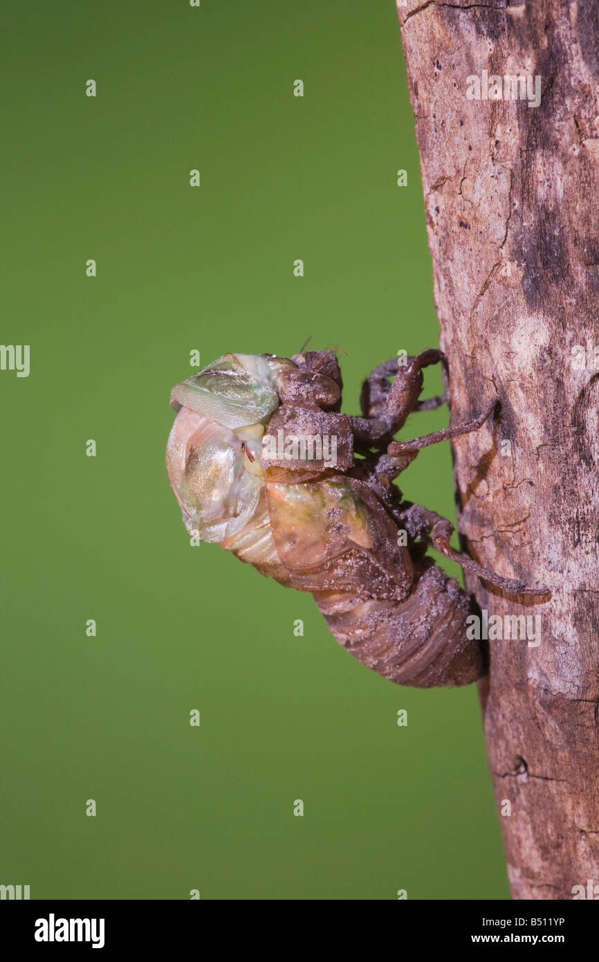 Cicada nymph hi-res stock photography and images - Alamy