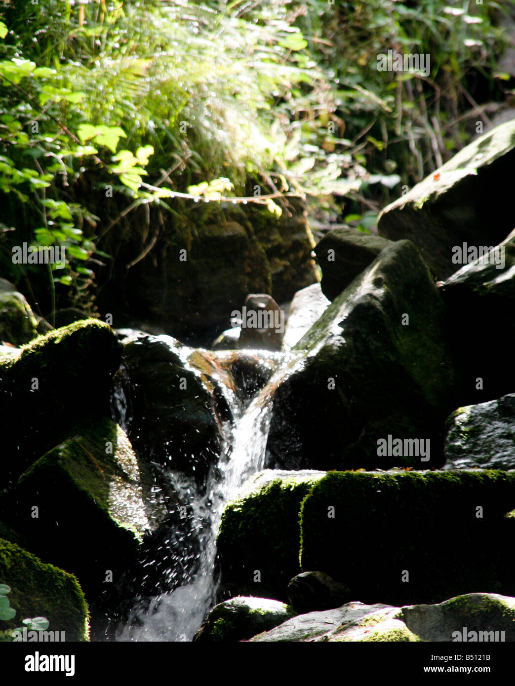 Mountain Stream, National Park, Picos de Europa, Spain Stock Photo - Alamy
