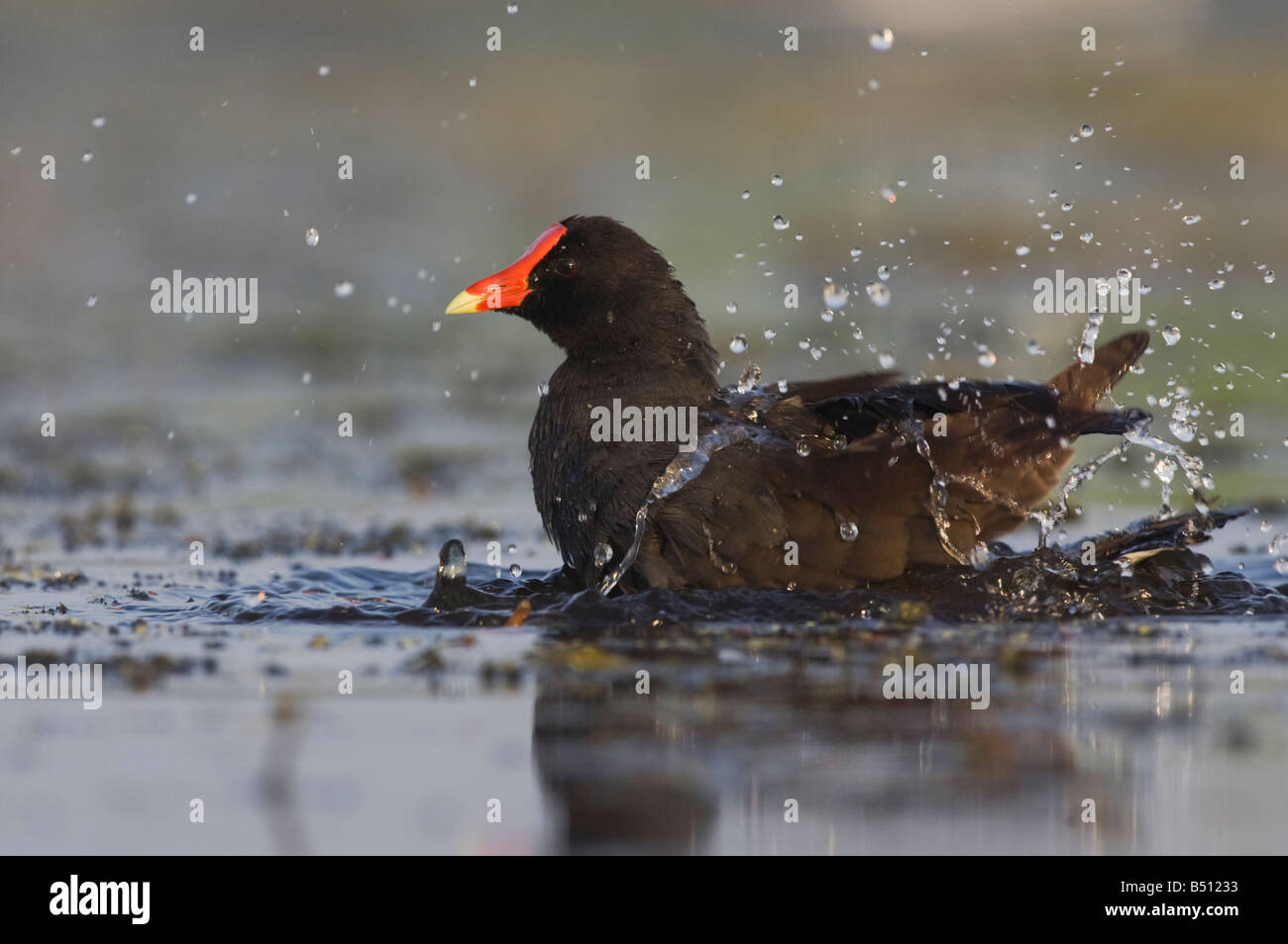 Male and female moorhens hi-res stock photography and images - Alamy