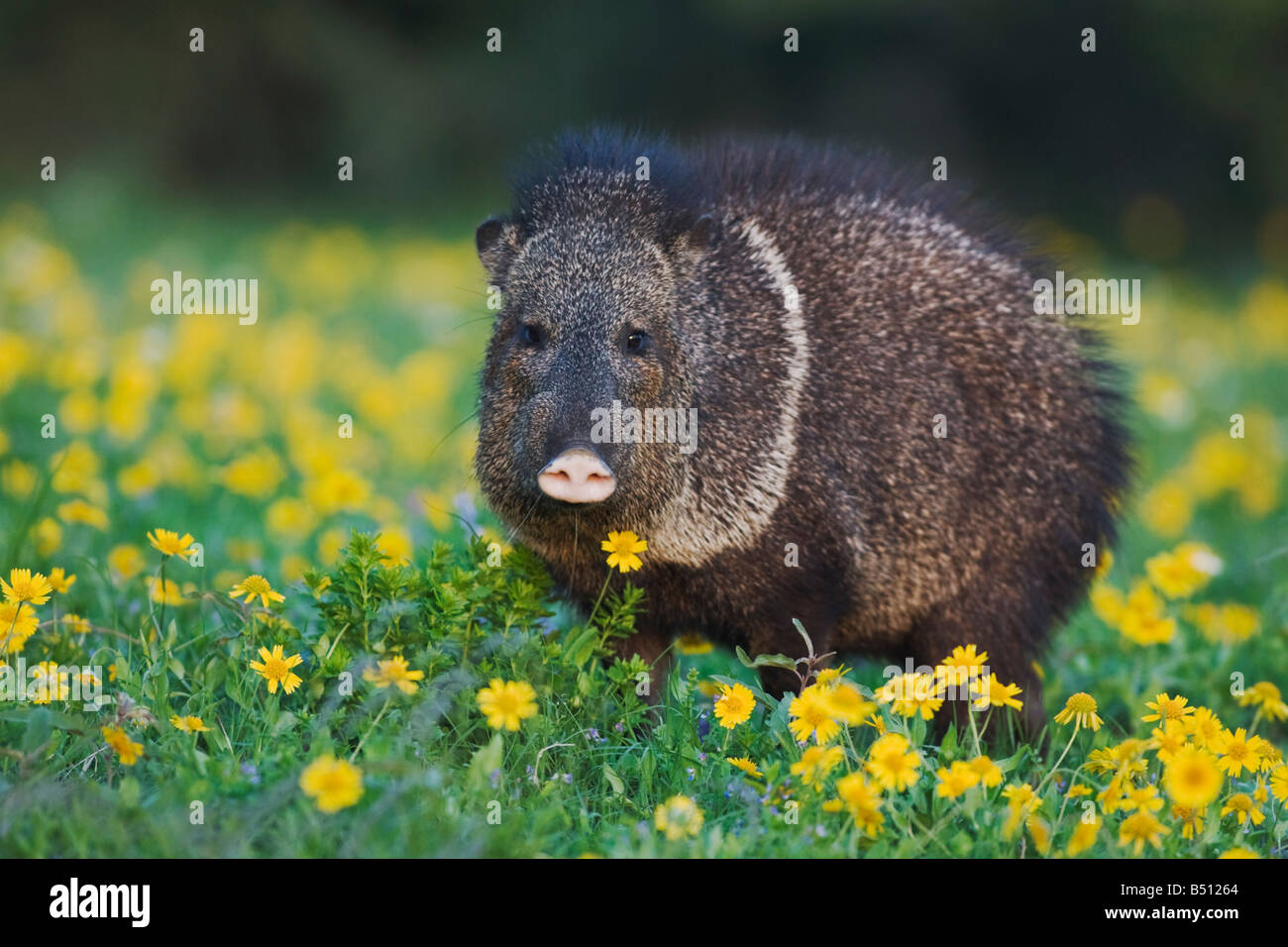 Collared Peccary Javelina Tayassu tajacu adult in field of Huisache ...