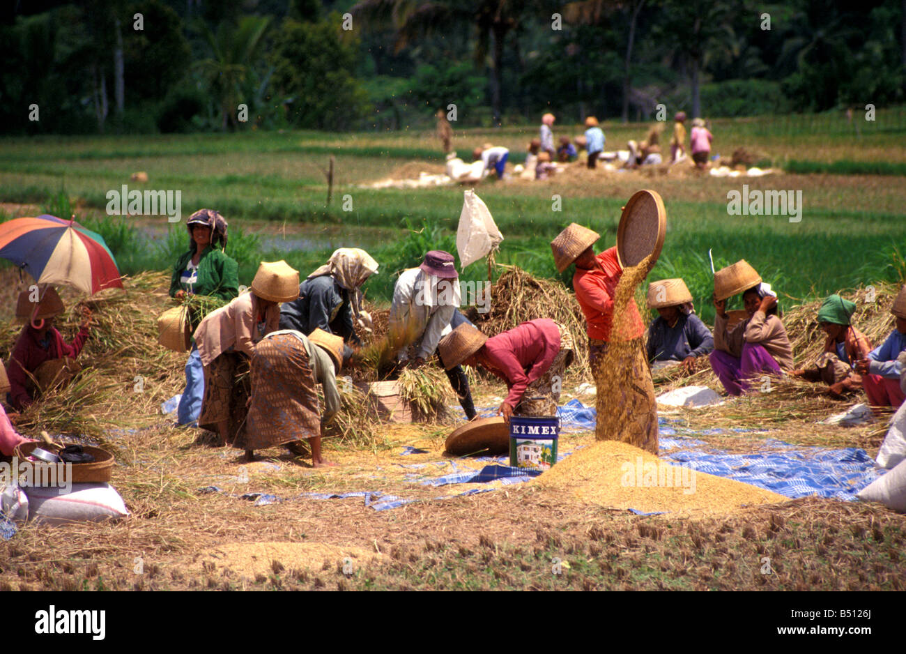 rice thrashing tampaksiring bali indonesia Stock Photo - Alamy