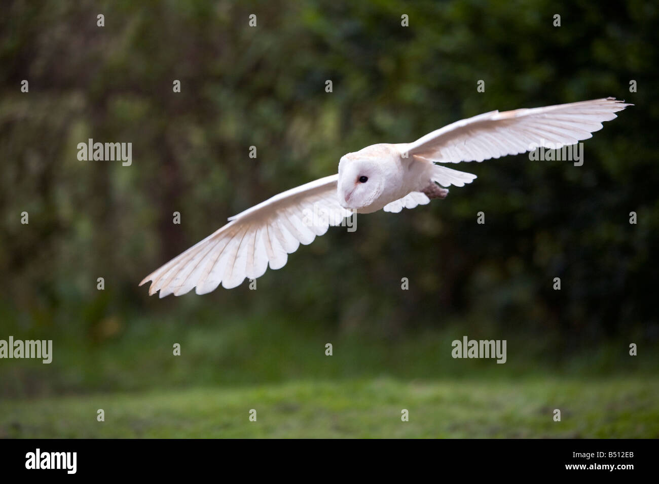 Owl flight feather hi-res stock photography and images - Alamy