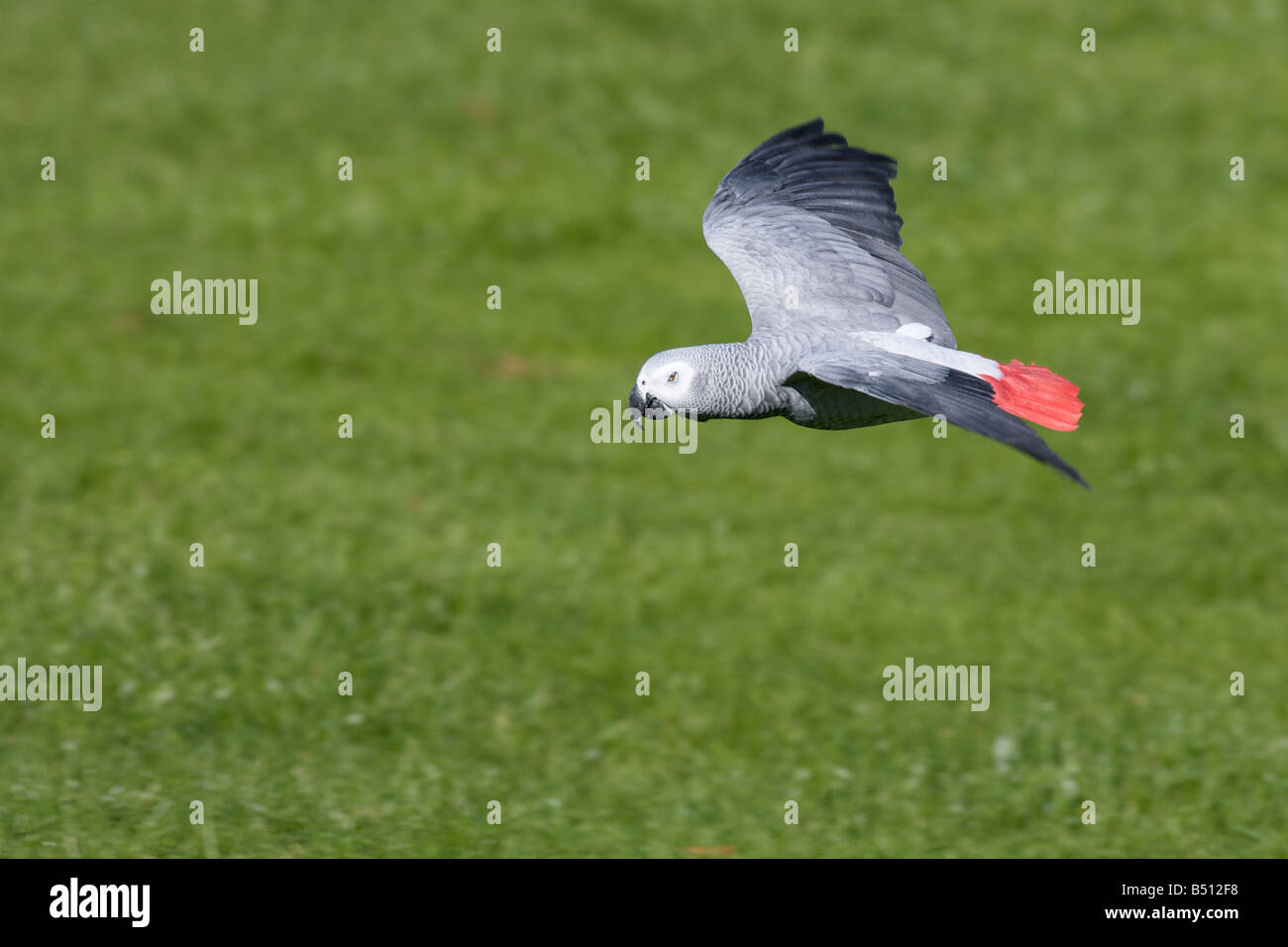 Parrot in flight Stock Photo - Alamy