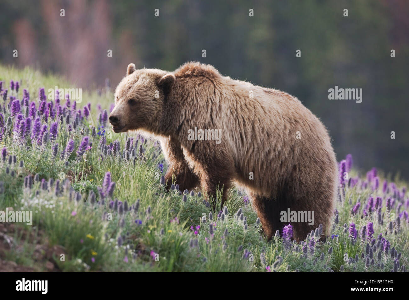 Grizzly Bear Ursus arctos horribilis adult in Purple Fringe Phacelia ...