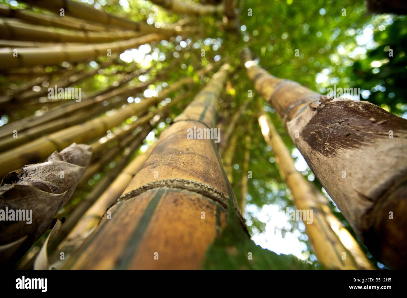 Bamboo, Africa tanzania Stock Photo - Alamy