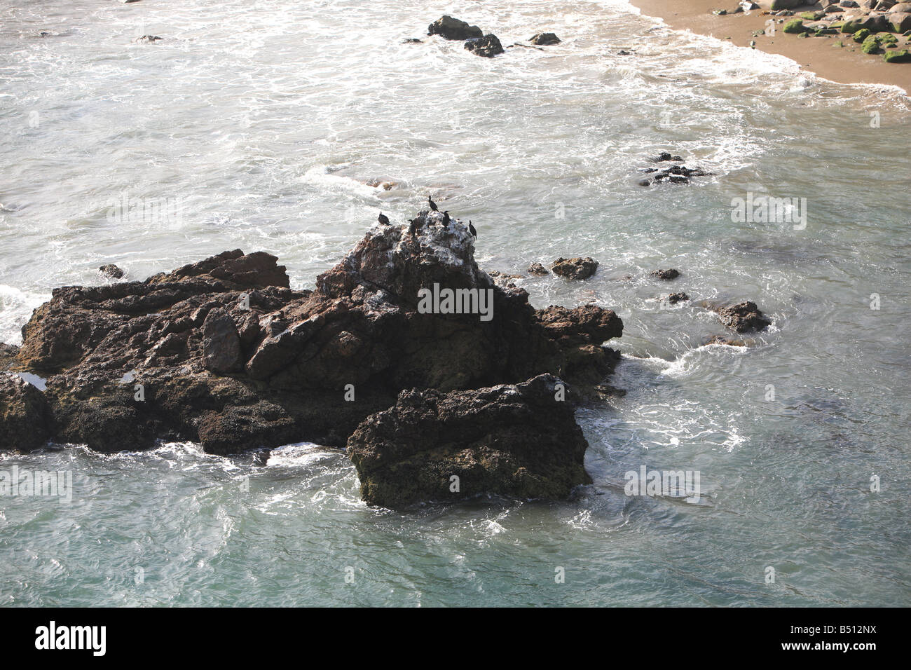 sea birds on rock Stock Photo - Alamy