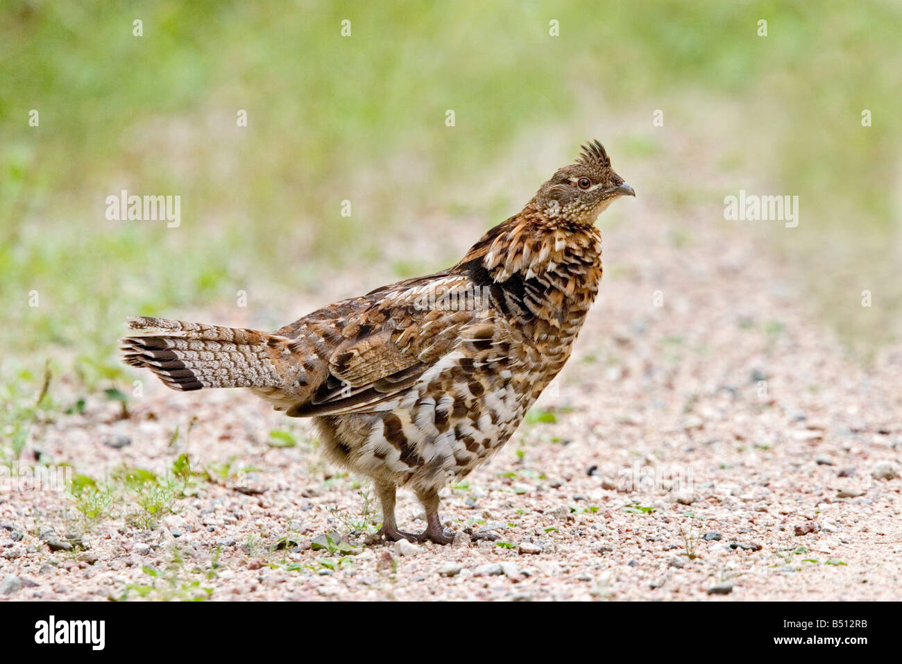 Ruffed Grouse Bonasa umbellus Stock Photo - Alamy