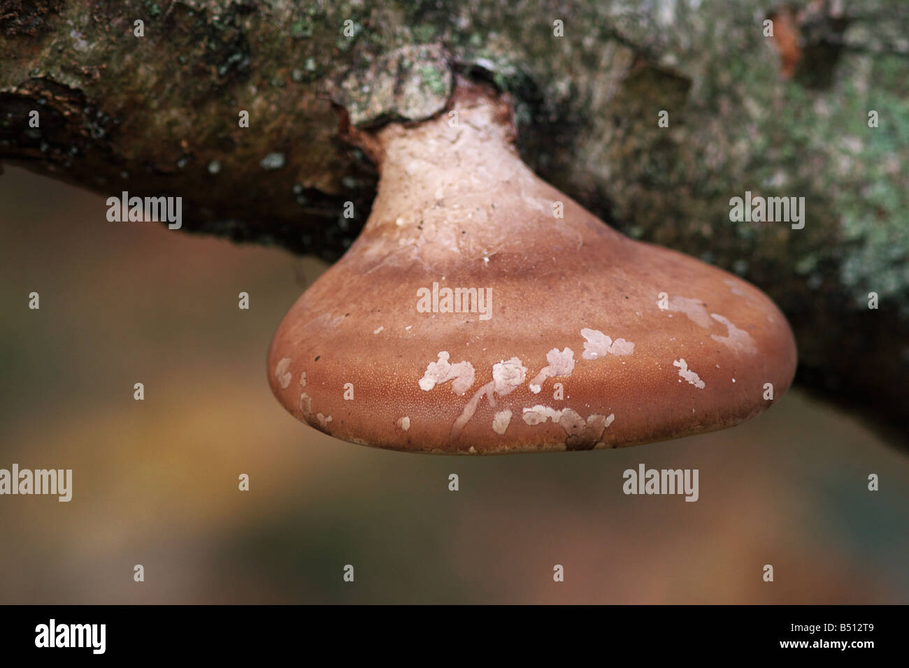 Birch fungus hi-res stock photography and images - Alamy