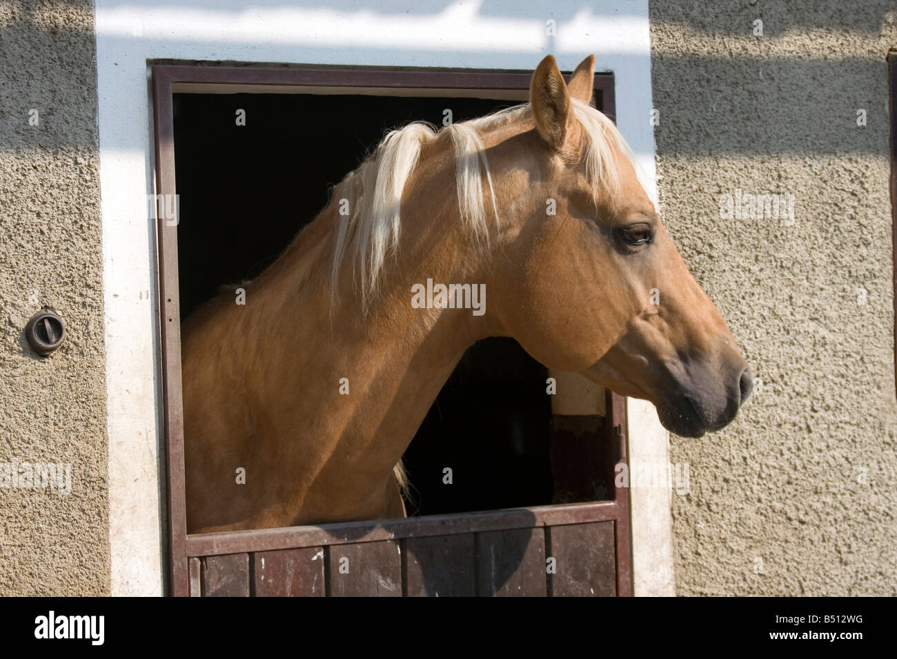 Brown horse in the farm stable Stock Photo - Alamy