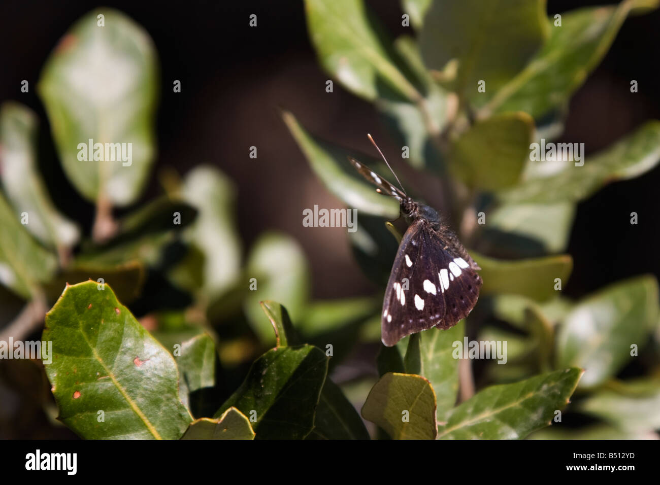 Butterfly wing cap hi-res stock photography and images - Alamy