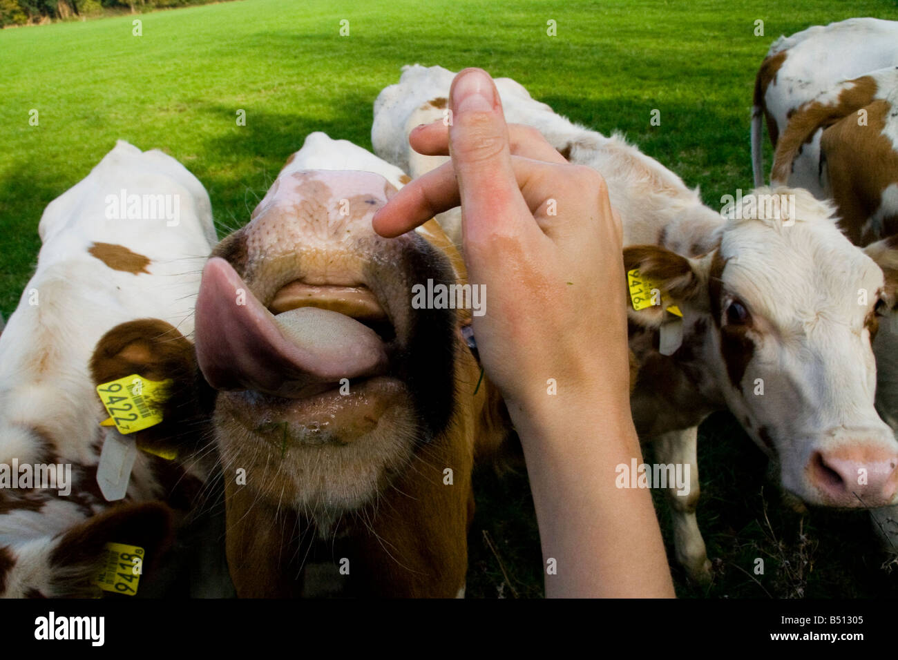 Cow licking a girls hand Stock Photo - Alamy