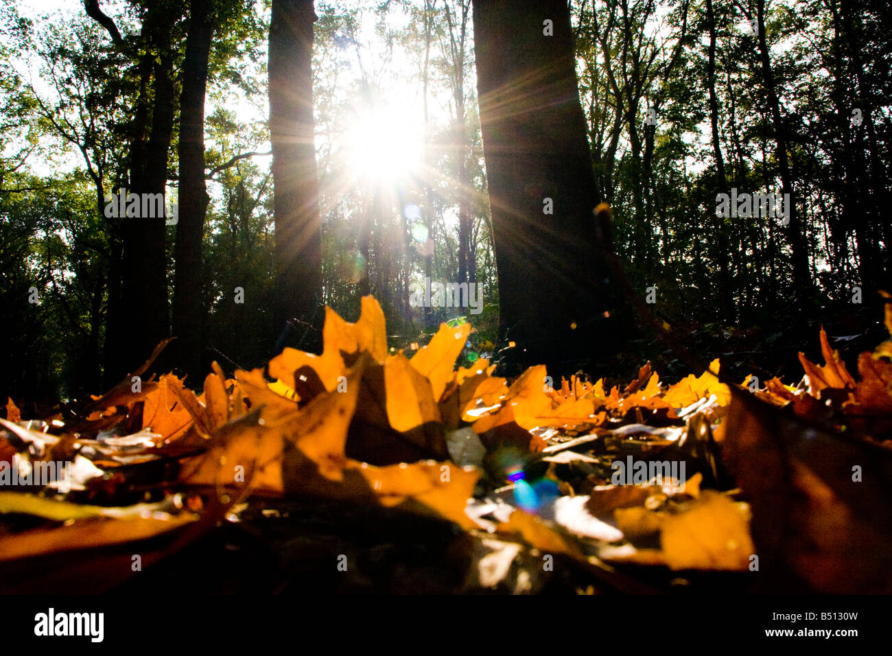 Fallen autumn leaves on the forest floor Stock Photo - Alamy
