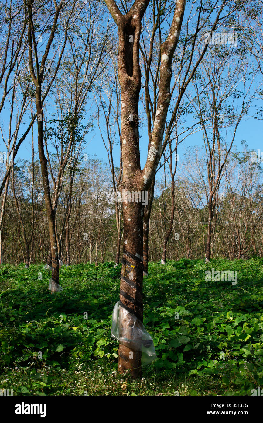 Rubber extraction hi-res stock photography and images - Alamy