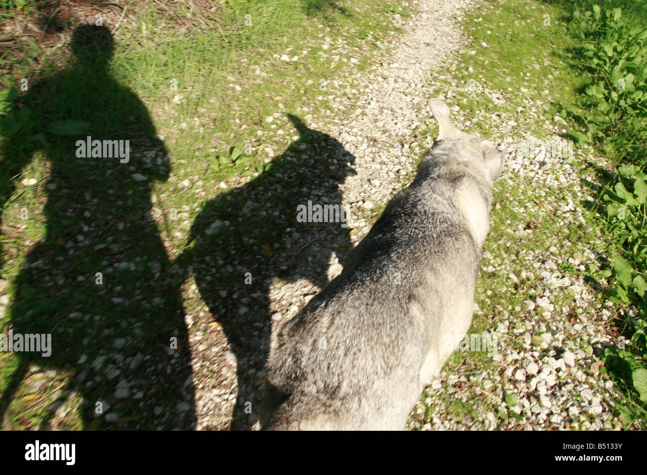 Long shadow of man and dog hi-res stock photography and images - Alamy