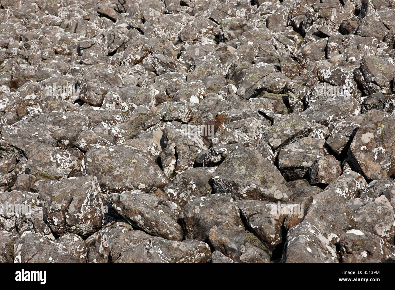 Stone boulders of a historic basalt rock flow La Coulée de Lave, St ...