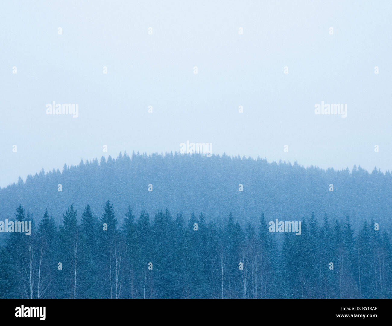 Tall Winter Trees High Resolution Stock Photography and Images - Alamy