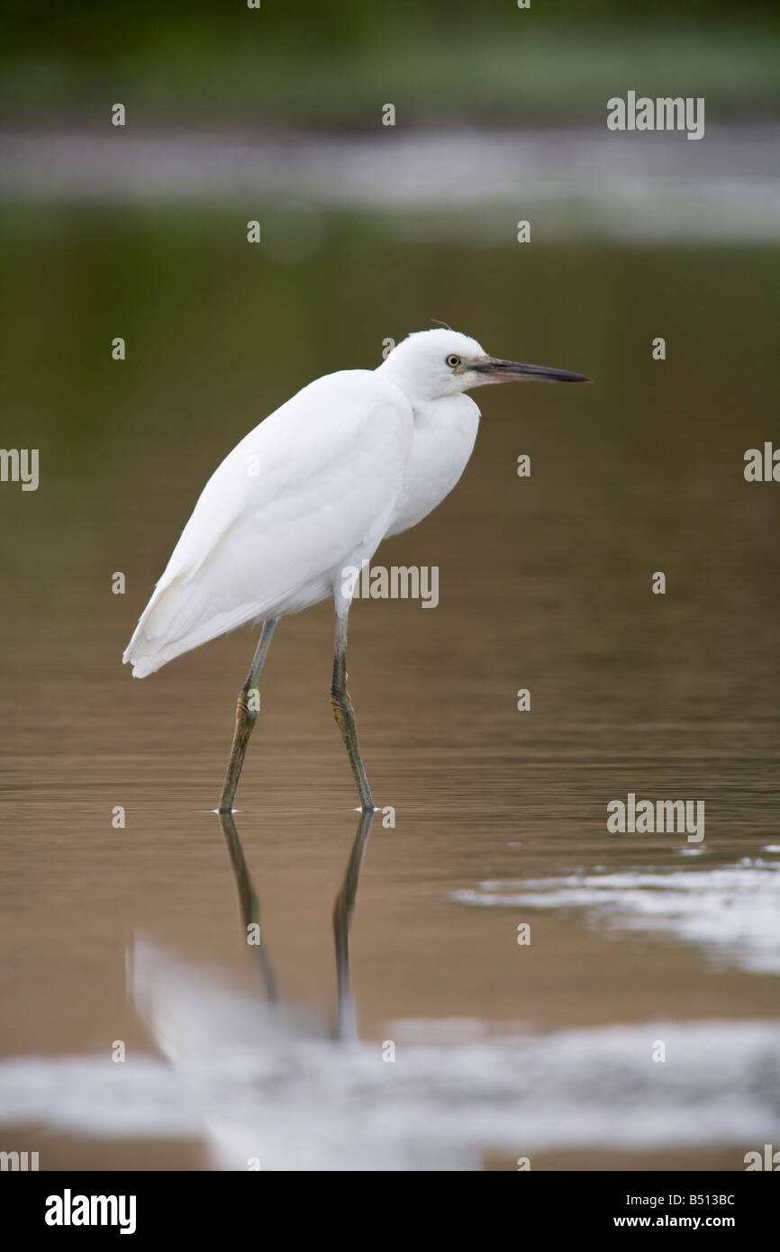 little egret Egretta garzetta cornwall Stock Photo - Alamy