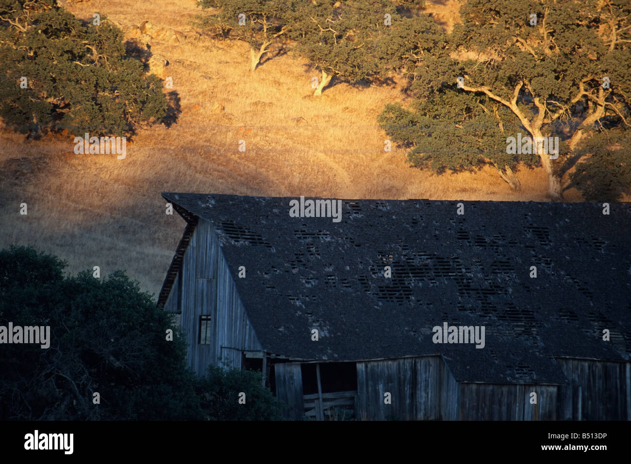 Old Barn and oak trees near Merced California USA Stock Photo - Alamy
