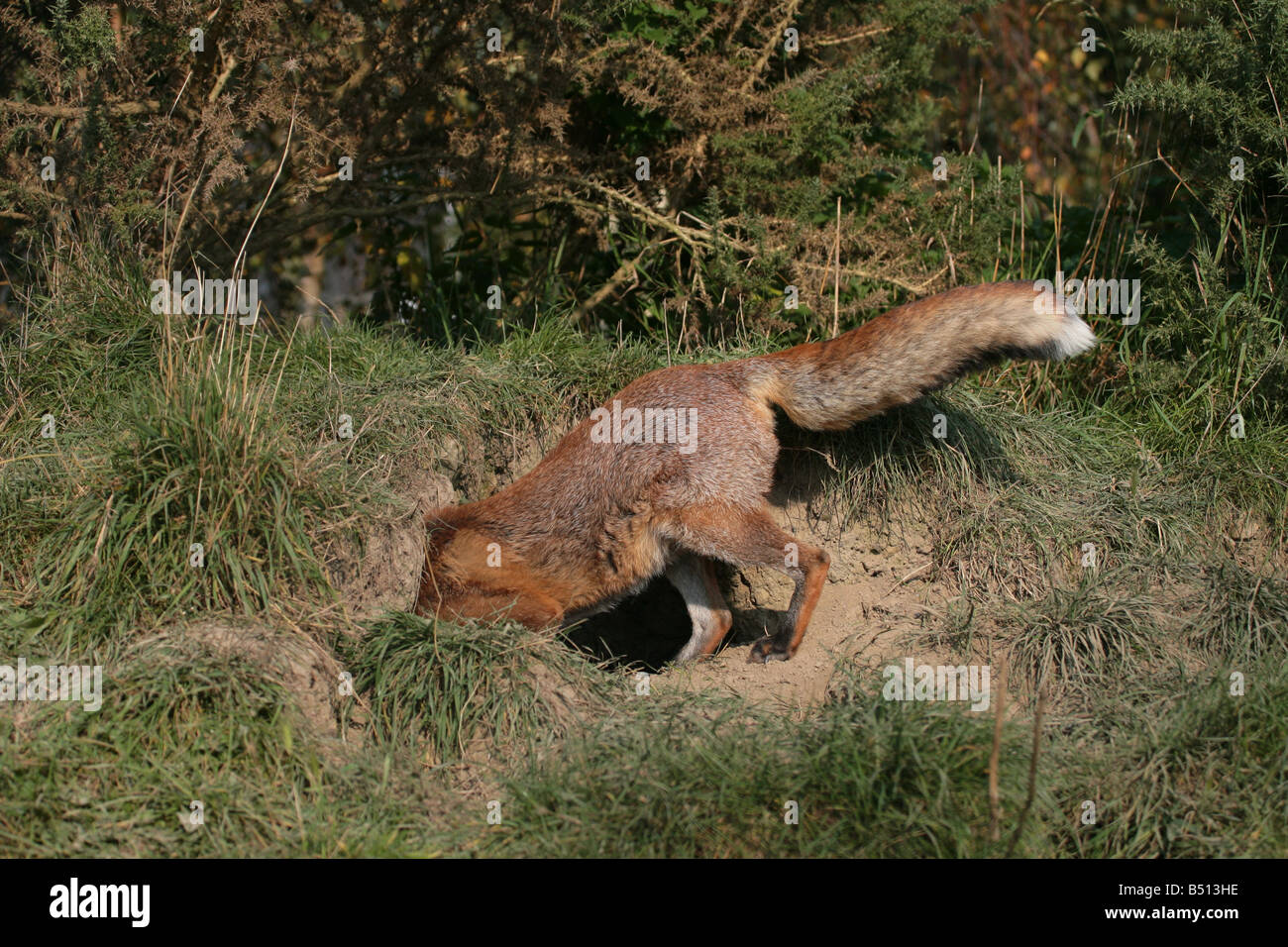 Red Fox Den Stock Photos & Red Fox Den Stock Images - Alamy