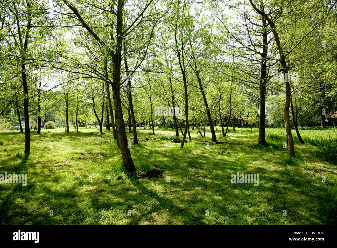 Grove at Mannington Hall estate near Aylsham, Norfolk, England Stock ...
