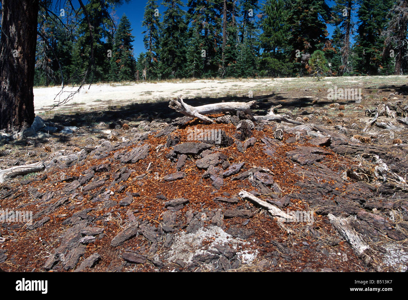 Rotting tree and old growth forest in Yosemite National Park California ...