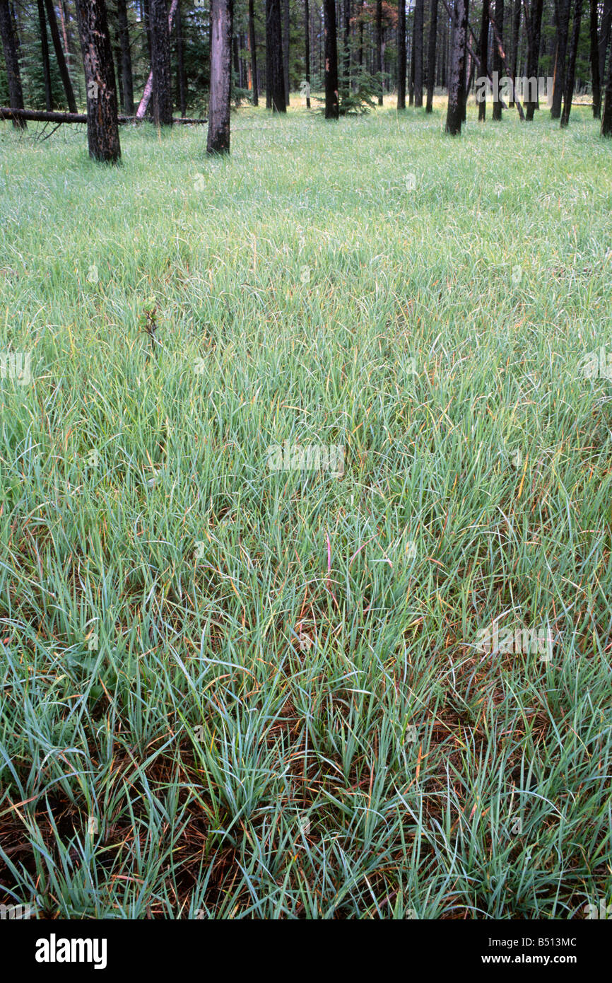 Grass on pine forest floor Jasper Canada Stock Photo - Alamy
