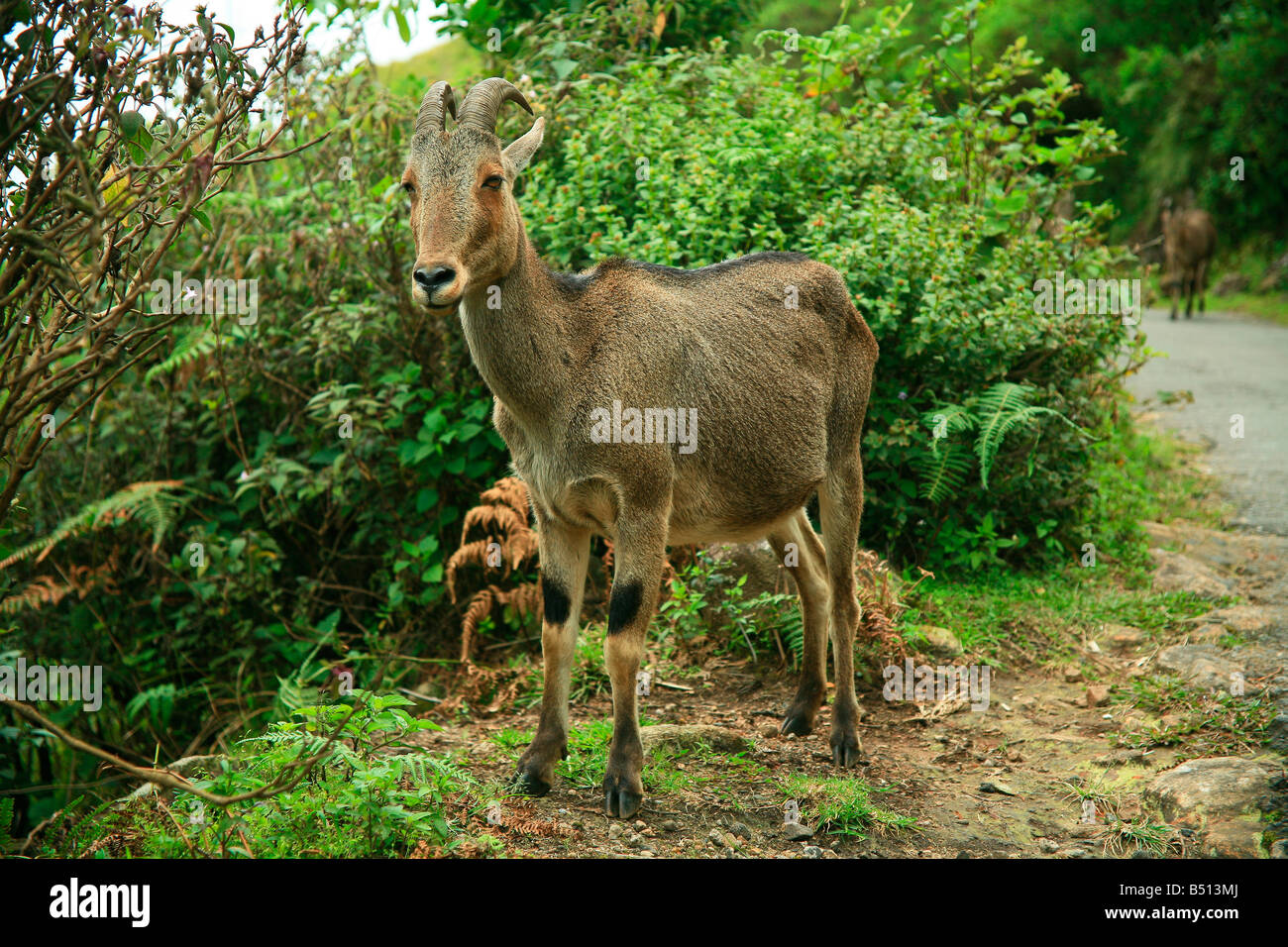 Nilgiri hills hi-res stock photography and images - Alamy