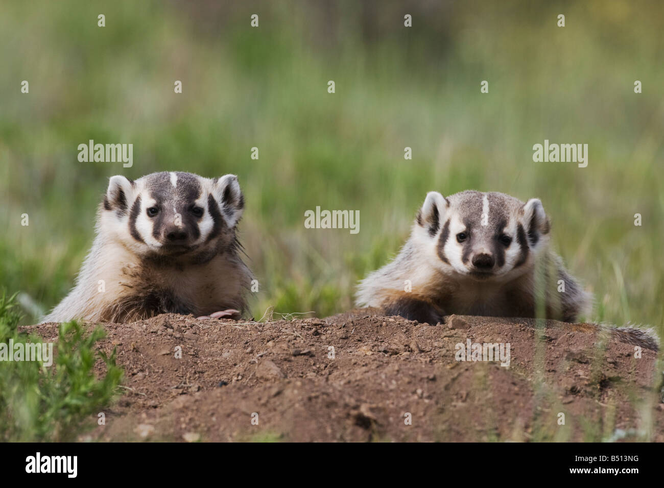 American Badger Taxidea taxus young at den Rocky Mountain National Park ...