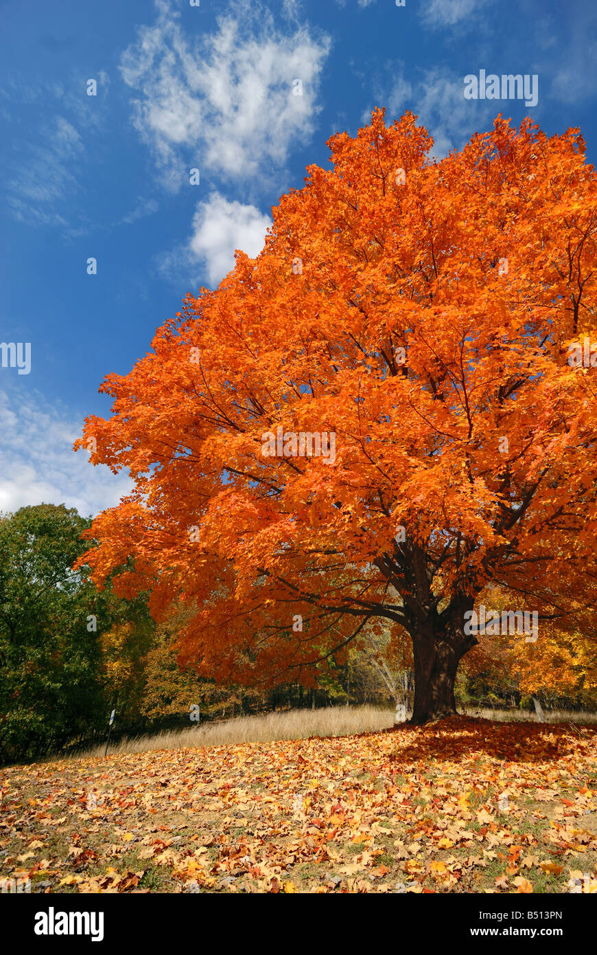 The orange leaves from this tree form a colorful blanket on the ground ...