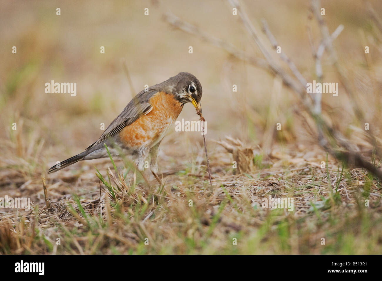 American robins worm hi-res stock photography and images - Alamy