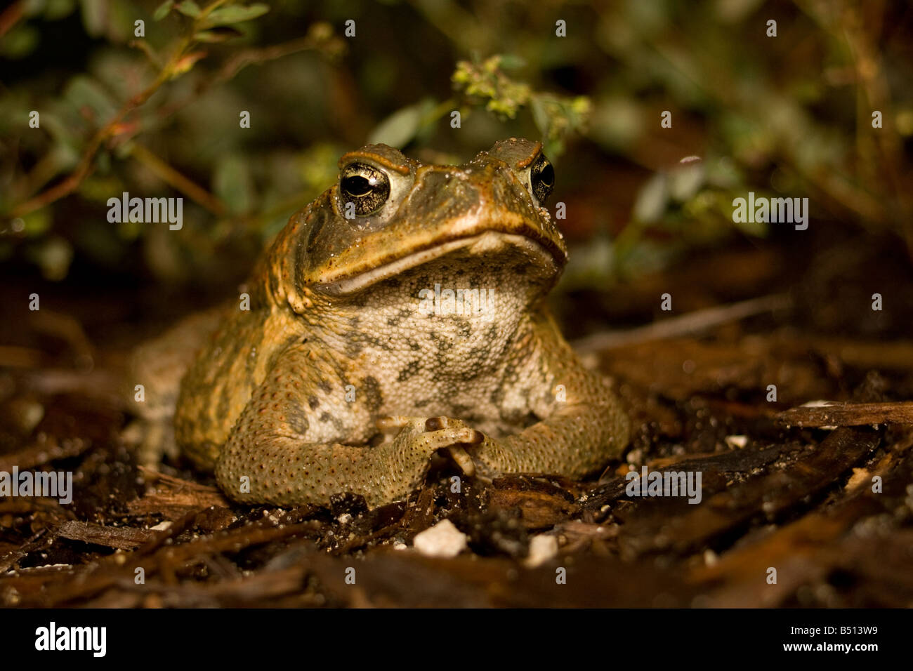 Cane toad hi-res stock photography and images - Alamy