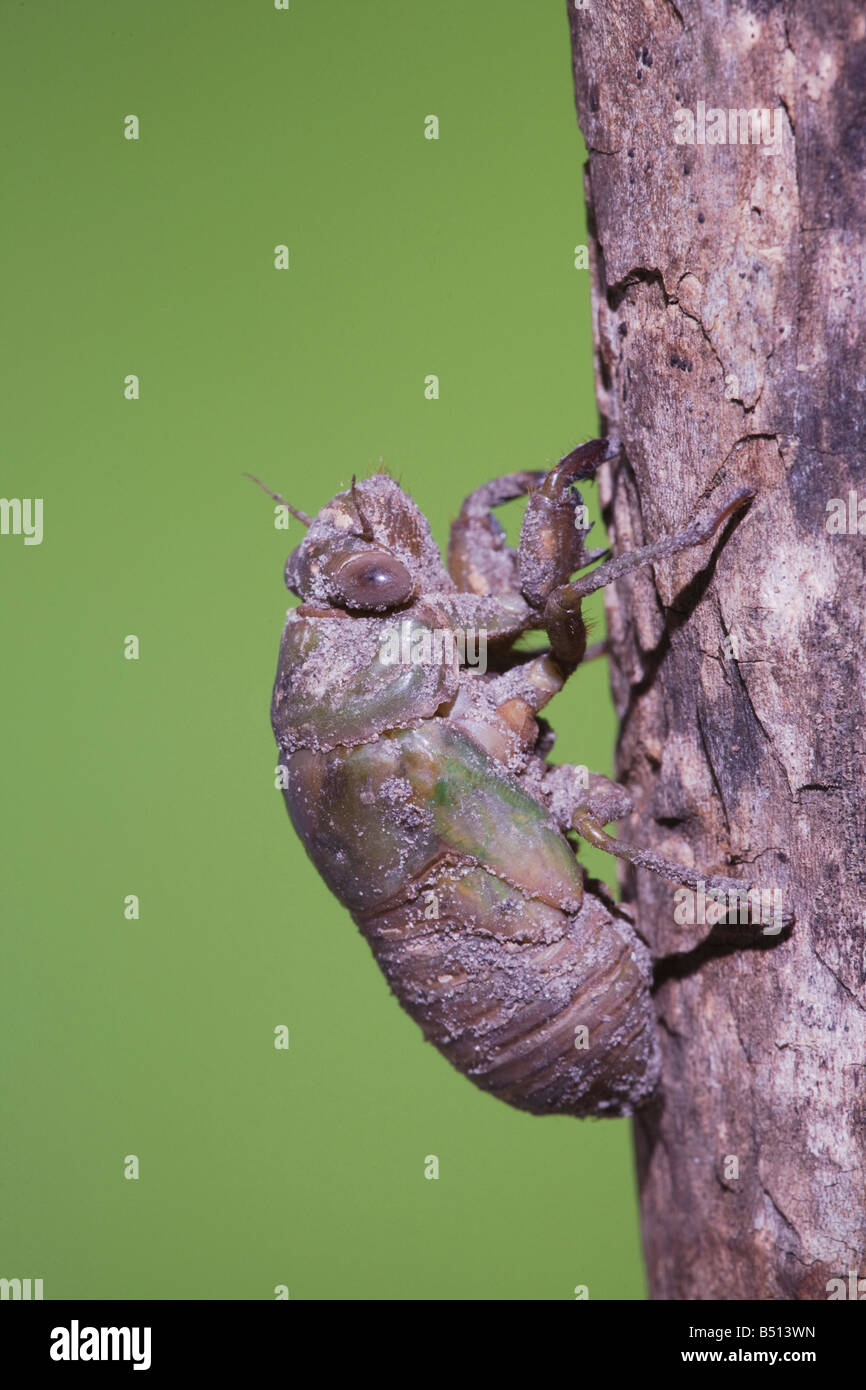 Cicada Tibicen resh larvae on tree trunk Sinton Corpus Christi Coastal ...